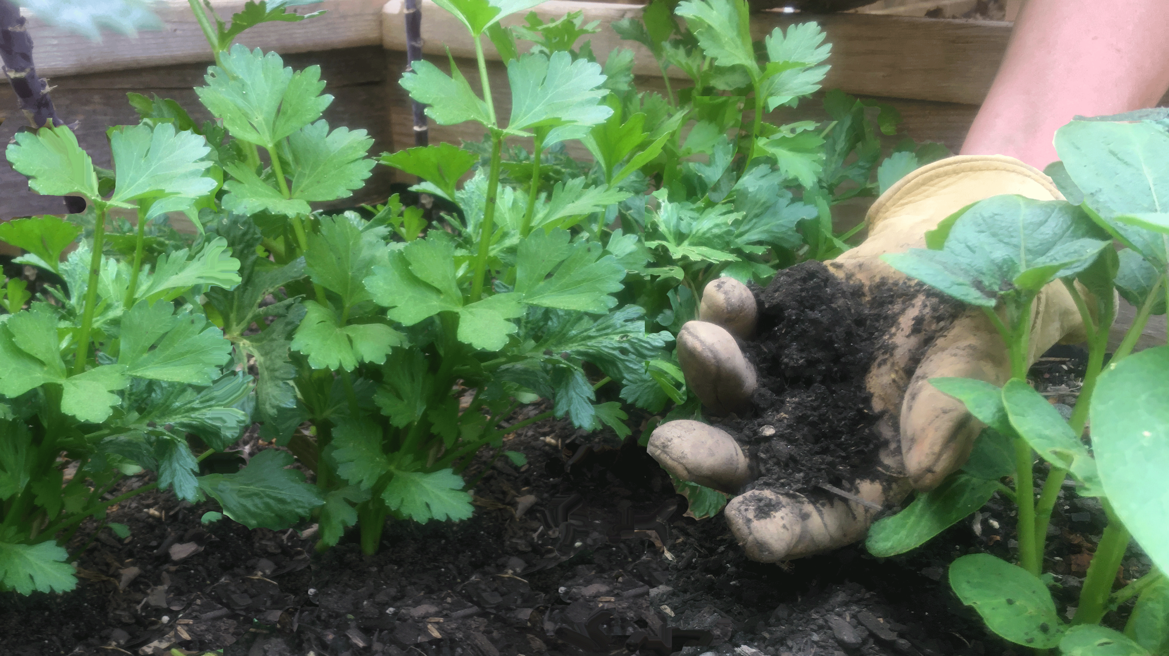 Compost-on-Parsley - NCCC